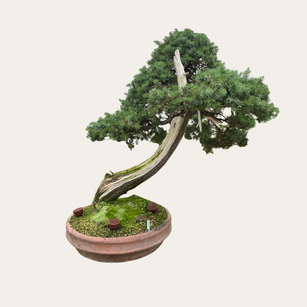 Juniperus Nr.29 - bonsai – Unikt eksemplar på 25 år - Bonsaiwonder ...